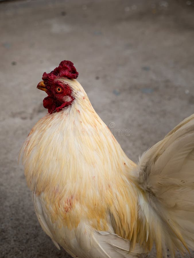 Bloody Chicken Stepping Calm Stock Image - Image of farm, food: 258132689
