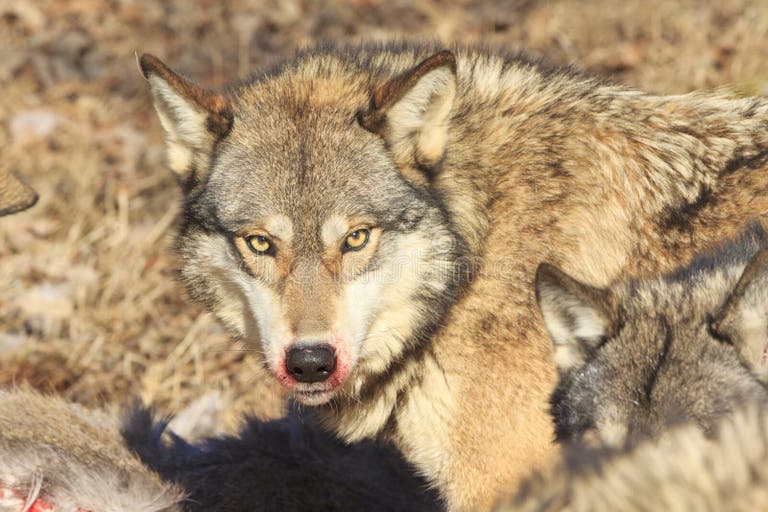 Bloody mane of wolf stock image. Image of jaws, carnivore - 84252973