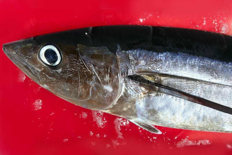 Bloody Mediterranean Tuna Fish Preparation Stock Photo - Image of ...