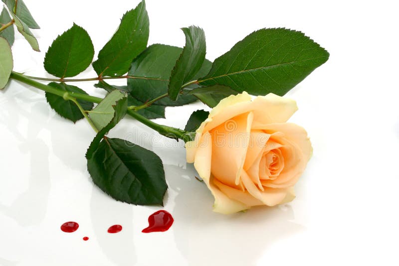 Bleeding white rose stock photo. Image of beauty, love - 17715550