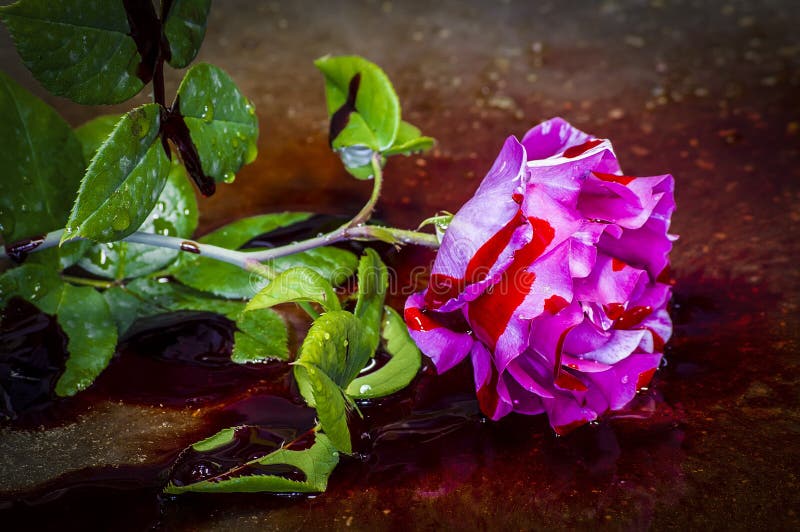Red Rose Dripping Blood Stock Photos - Free & Royalty-Free Stock Photos ...