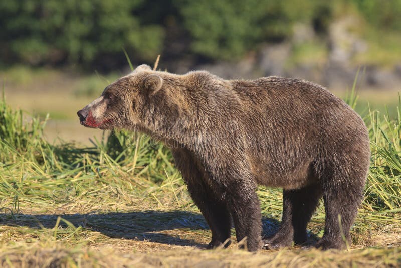 Bloody Snout on Brown Bear stock image. Image of mock - 42970563