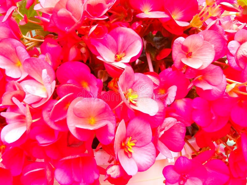 Bloom, Blossom, Delicate stock image. Image of flora - 109903551