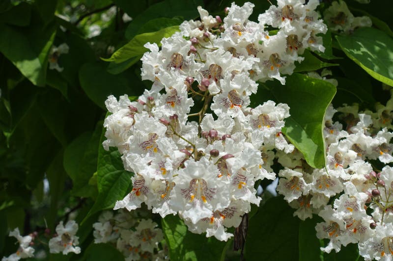 Bloom of Catalpa Bignonioides in June Stock Photo - Image of ...