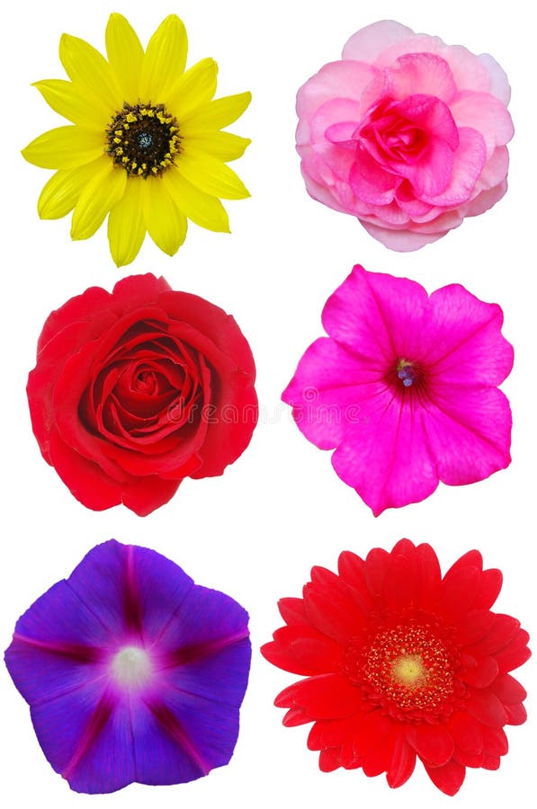 Collection of flowers stock photo. Image of floral, objects - 12790942