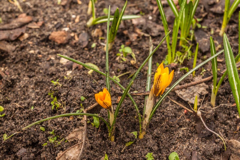 Bloom Crocus Early Gold in Spring Stock Photo - Image of natural, season: 184706464