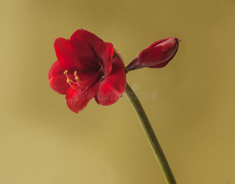 Bloom Dark Red Amaryllis Hippeastrum Stock Photo - Image of gardening ...