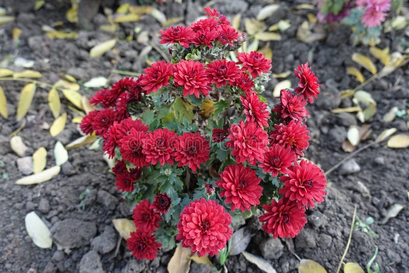 Bloom of Red Chrysanthemums Bush in November Stock Photo - Image of ...
