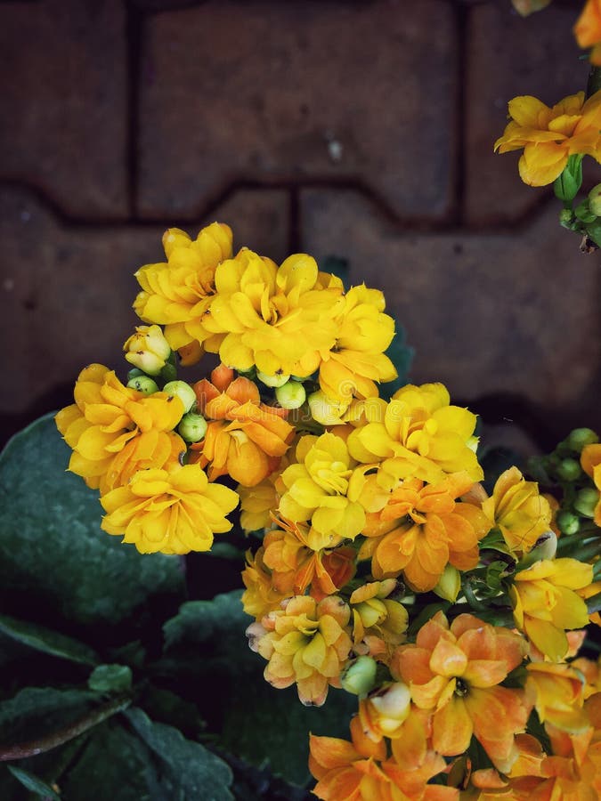 Bloom of the day stock photo. Image of bloom, flower - 94946492