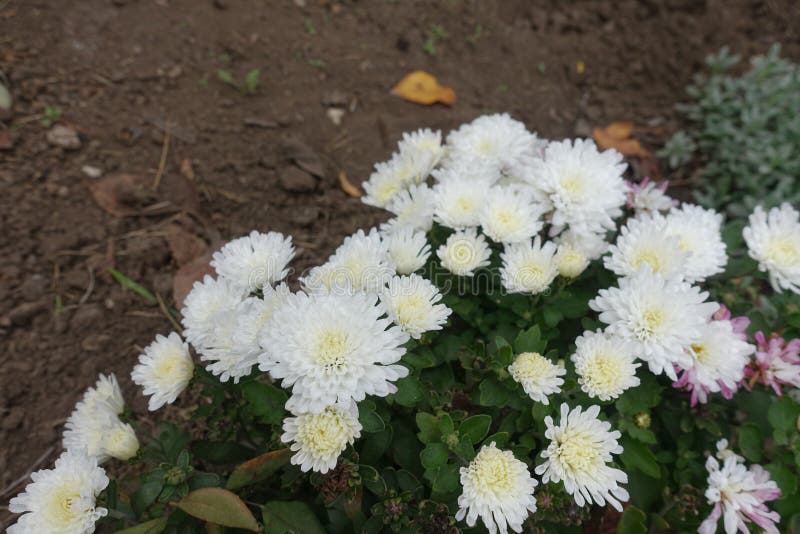 Bloom of Double White Chrysanthemums Stock Photo - Image of ornamental ...