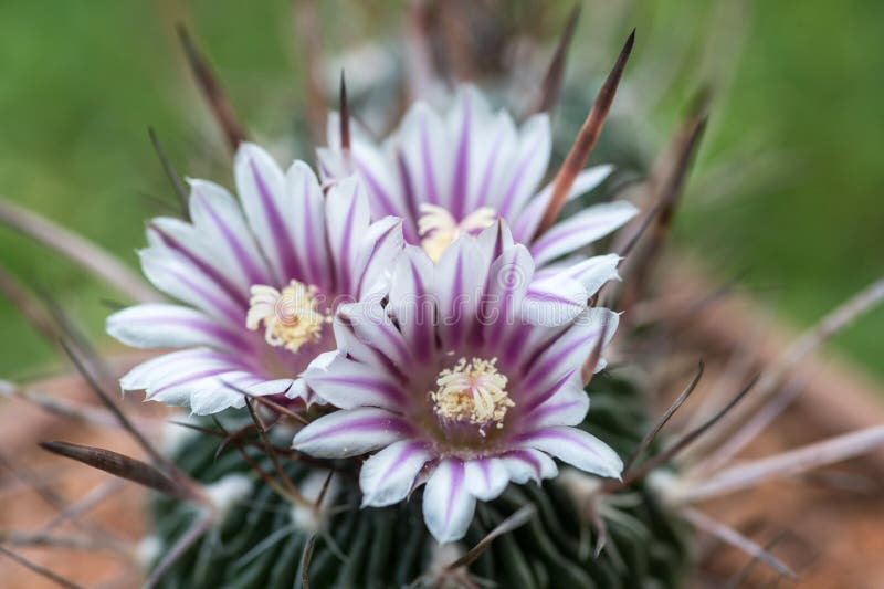 Bloom of Echinofossulocactus Phyllacanthus Stock Image - Image of spiny ...
