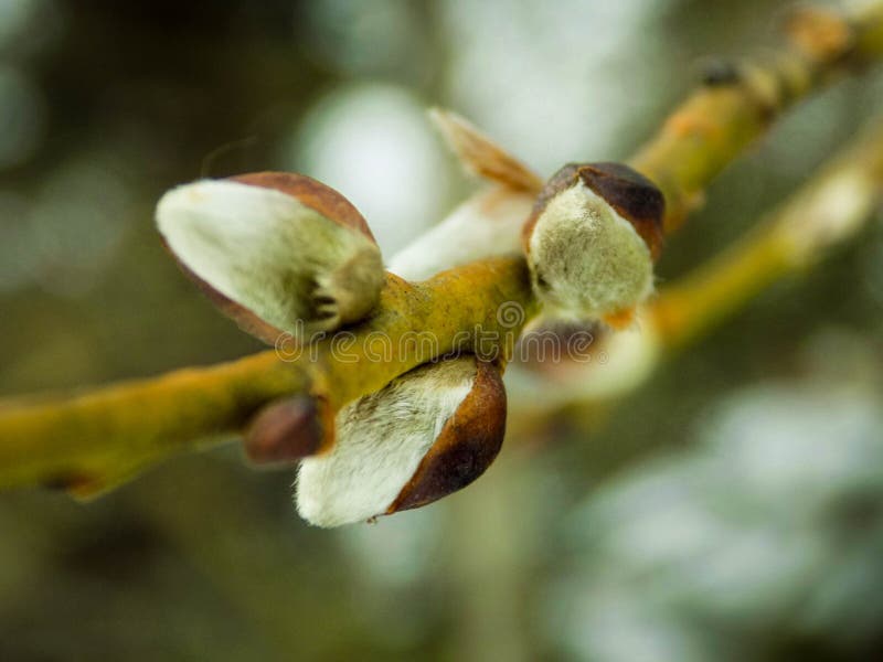 The First Buds on a Tree Branch in Spring. Stock Image - Image of plant ...