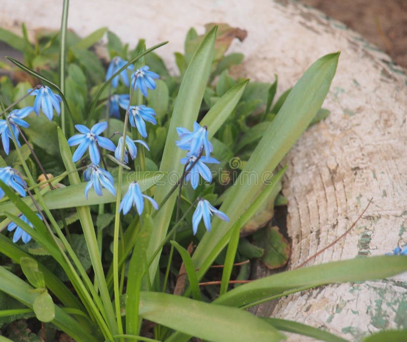 Bloom the First Spring Flowers. Bluebells Stock Photo - Image of ...