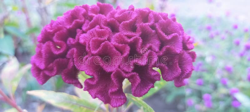 Bloom stock photo. Image of flora, bulak, bulaklak, bloom - 163176406