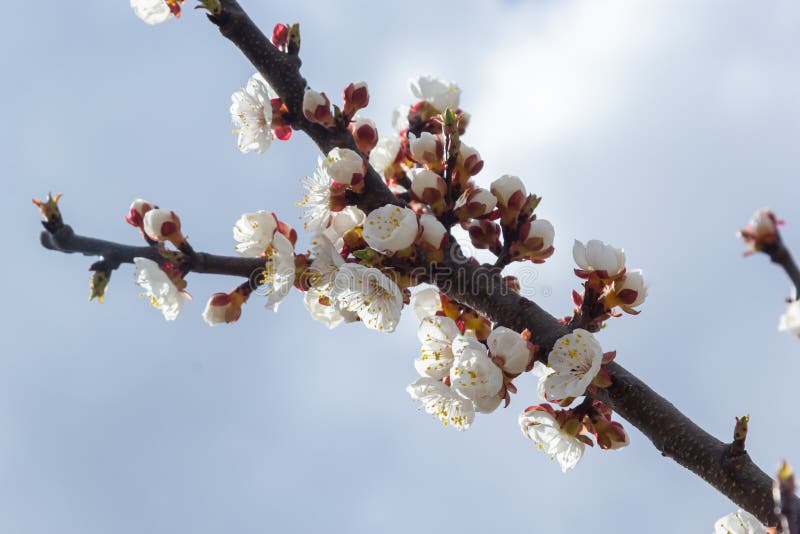 Bloom Flower Apricot Tree. Apricot Tree Flowers with Soft Focus. Spring ...