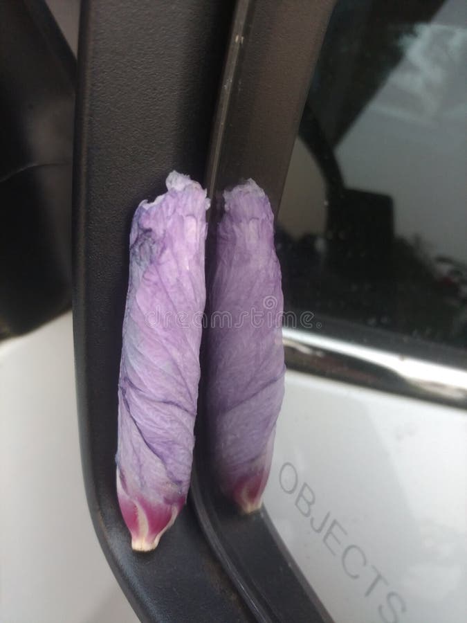 Before bloom stock image. Image of flower, bloom, spud - 164234921