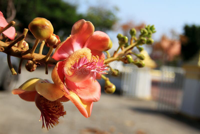 Bloom flower stock image. Image of tree, budda, pink - 45967249