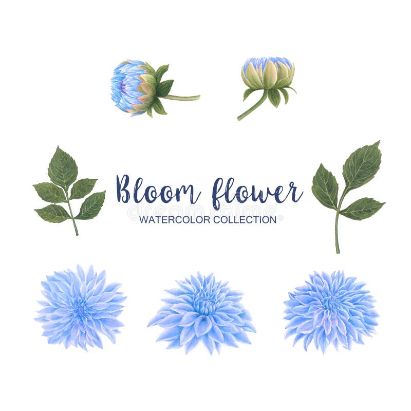 Bloom Flower Watercolor Design Element on White Background for ...
