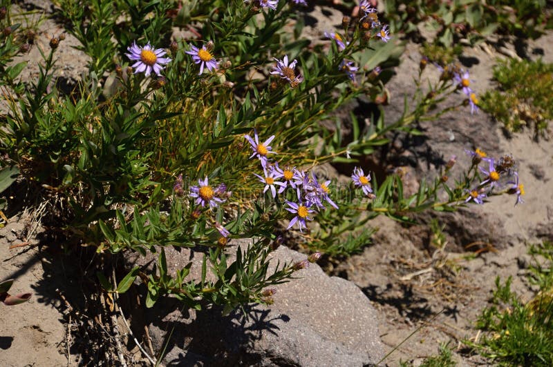 Bloom Flowers at Mount Hood, Volcano in the Cascade Range, Oregon Stock ...