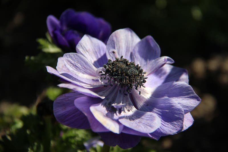Bloom Indigo Blue Flower with Blurs Background Stock Photo - Image of ...