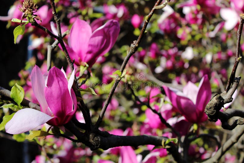 Bloom stock photo. Image of bloom, springtime, flowering - 75486350