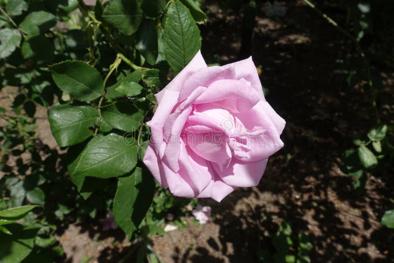 Bloom of Light Pink Rose in June Stock Photo - Image of bloom, cultivar ...