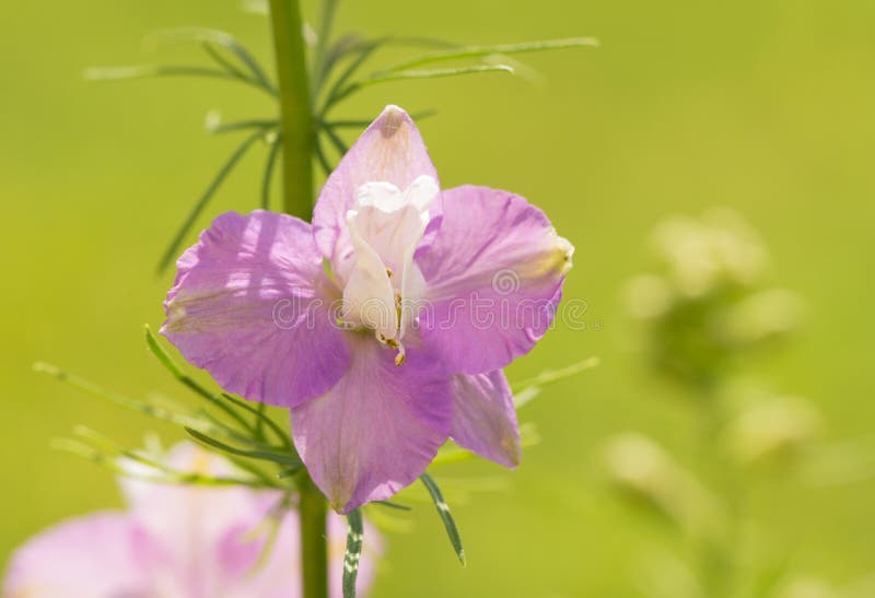 Single Larkspur flower stock photo. Image of beautifulflower - 140861702