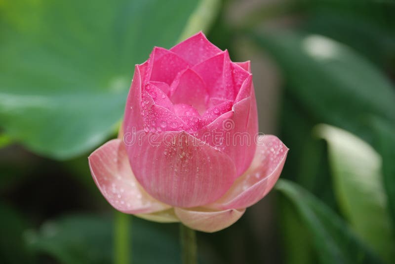 Bloom lotus stock photo. Image of lily, garden, petal - 26008598