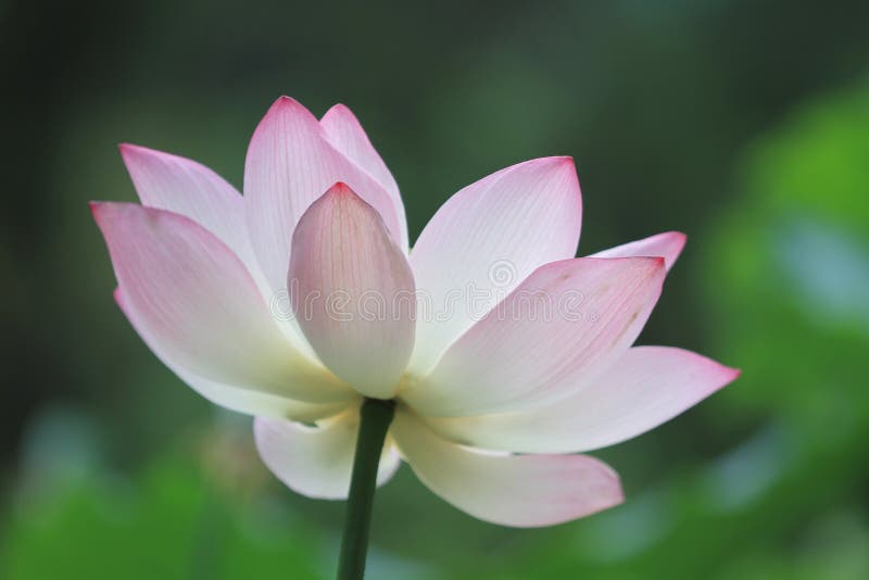 The Bloom Lotus with Leaf in Summer Stock Photo - Image of flower ...