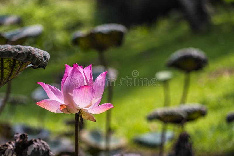 Bloom Lotus with Leaf Under Sunshine in Summer Stock Photo - Image of ...