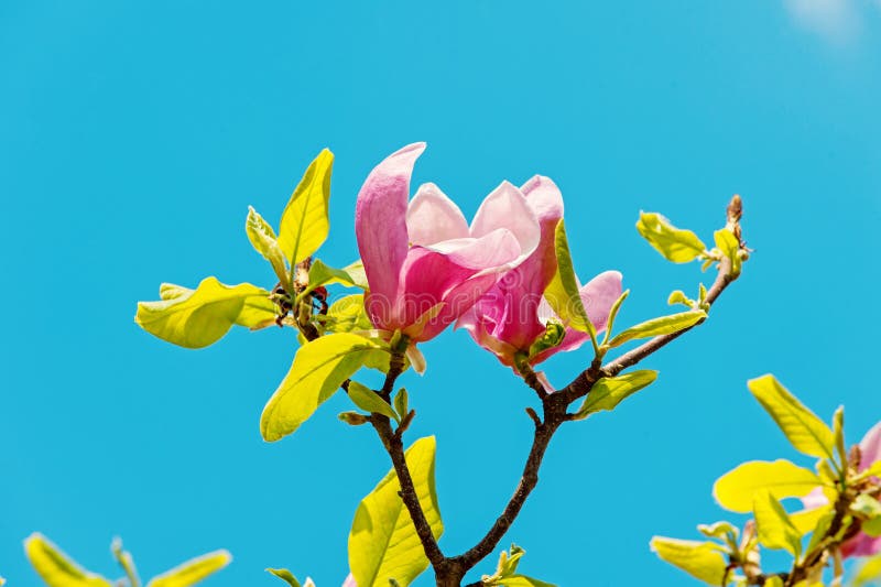 Bloom of Magnolia Tree on Blue Sky Stock Image - Image of blossoming ...