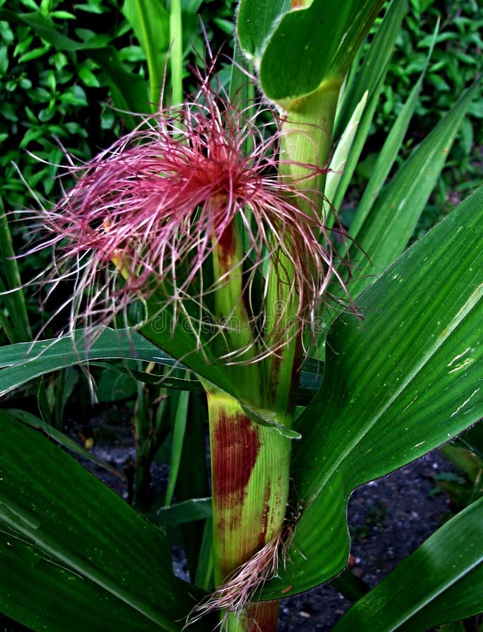 Bloom Maize stock image. Image of flower, plant, close - 94563647