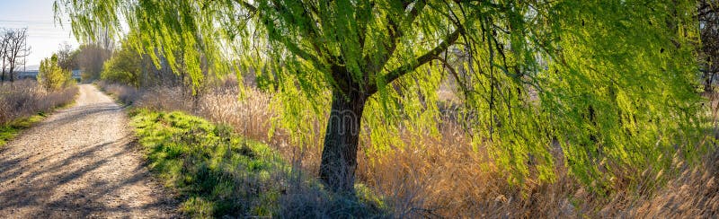 Bloom, new buds in spring stock image. Image of beautiful - 143623633