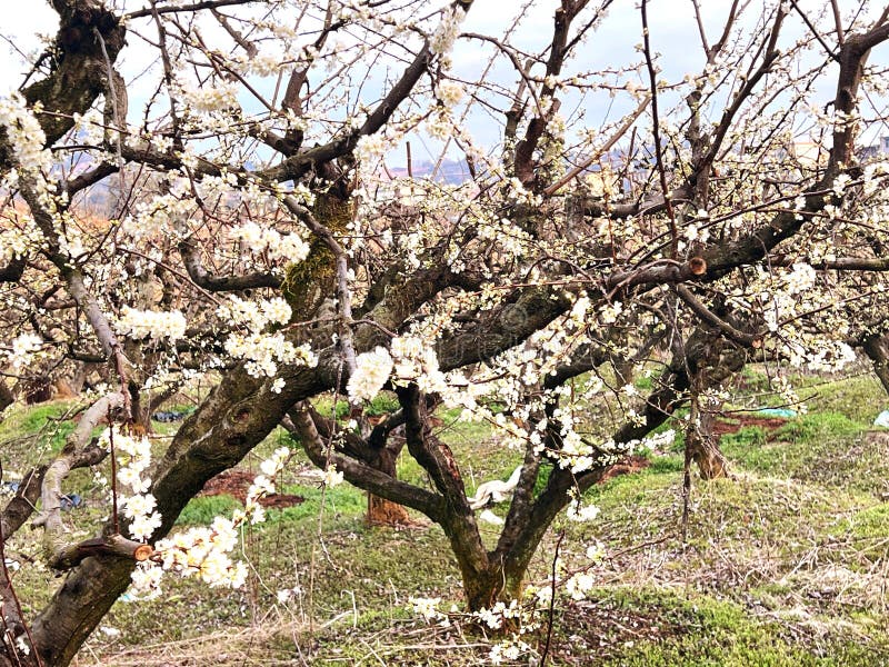 Bloom of peach stock photo. Image of bloom, peach, garden - 365429502