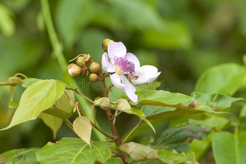 Bloom in Rainforest on Amazon Stock Image - Image of bloom, flowering ...