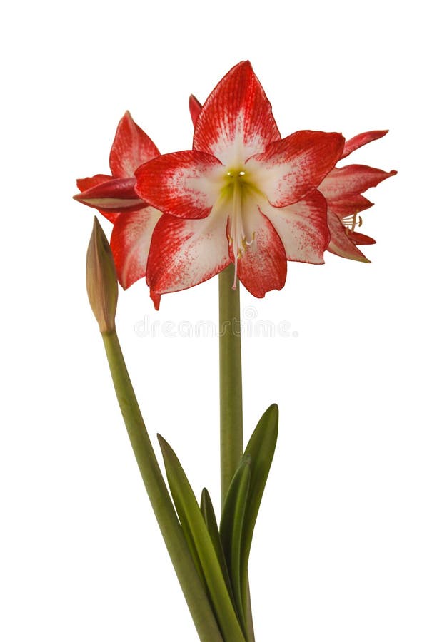 Bloom Red and White Amaryllis Hippeastrum Stock Photo - Image of ...