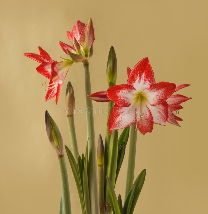 Bloom Red and White Amaryllis Hippeastrum Stock Image - Image of hobby ...