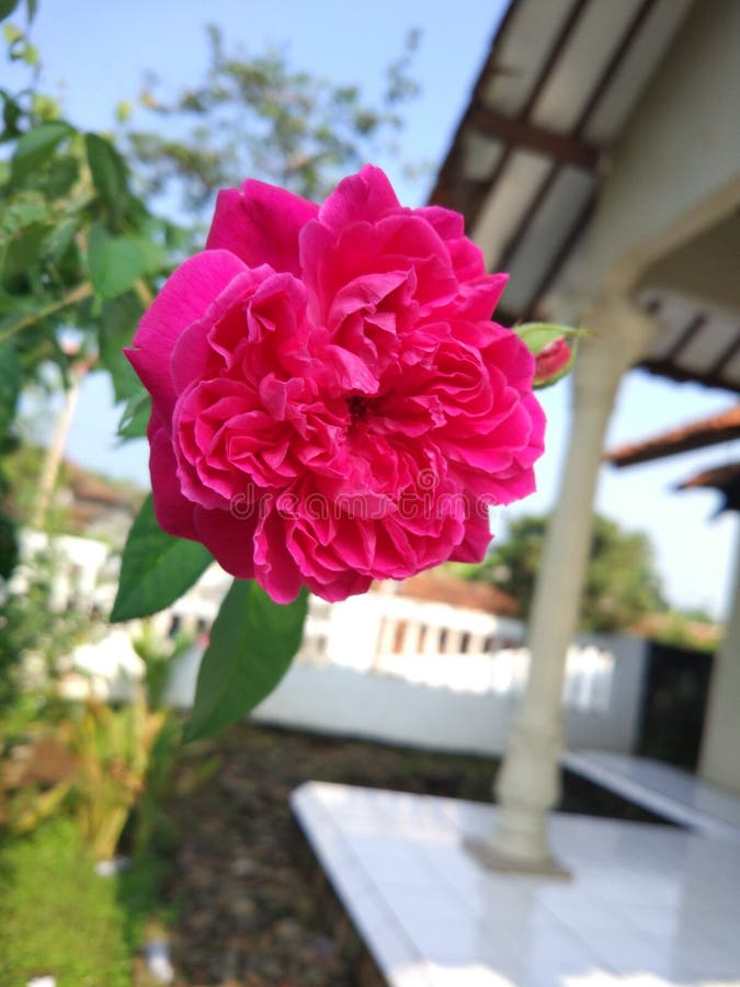 Bloom rose flower stock photo. Image of rose, zoom, light - 111730622