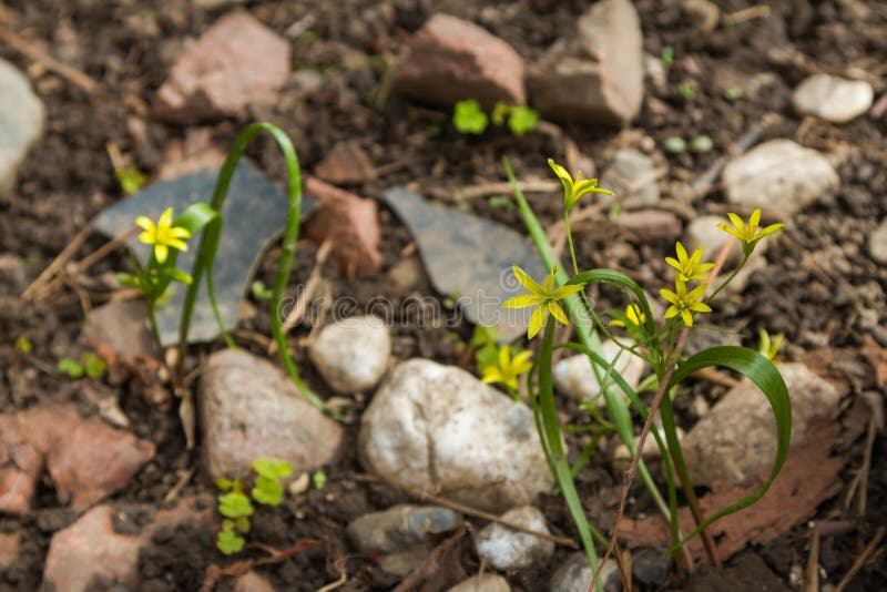 Bloom of Small Yellow Flowers in Early Spring Stock Photo - Image of ...