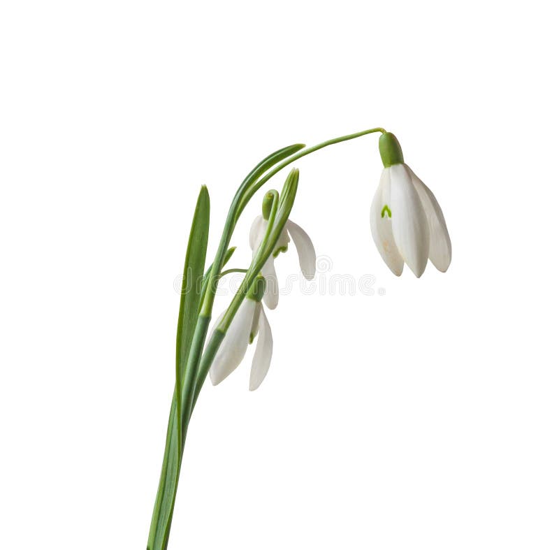 Bloom of Snowdrops (Galanthus) on White Background Stock Image - Image ...