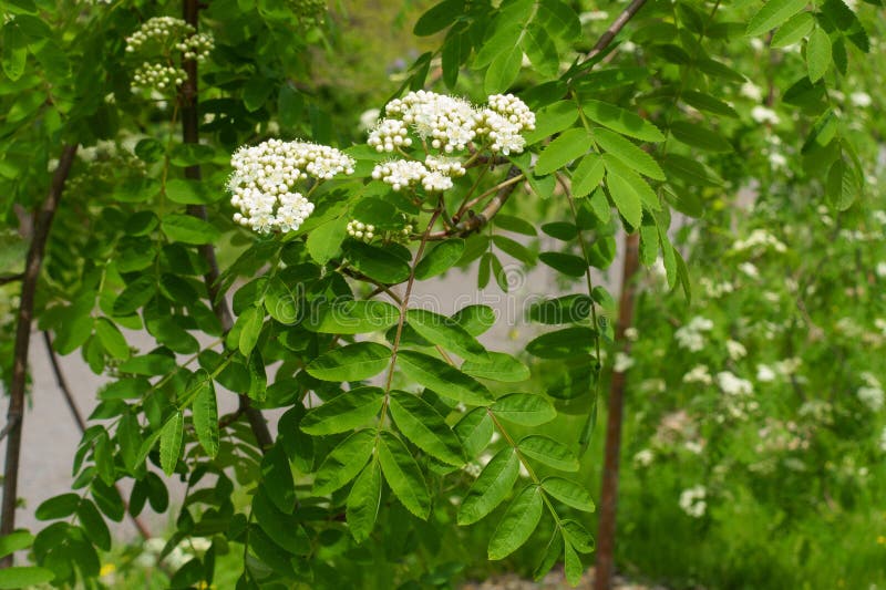 Bloom of Sorbus Aucuparia Tree in May Stock Image - Image of garden ...
