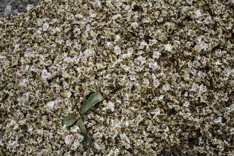 Bloom in spring soil stock image. Image of mysterious - 182265293