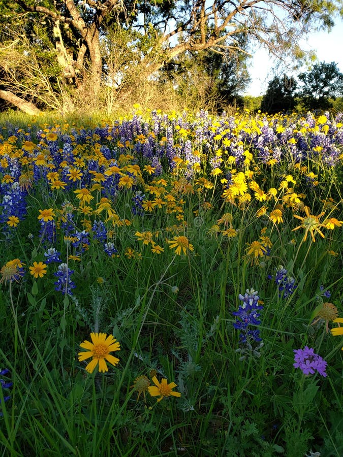 Summer wildflowers stock image. Image of flower, blooming - 10895859