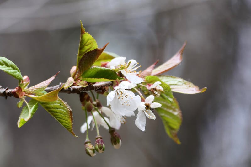 Bloom in Spring Time in Valais, Switzerland Stock Photo - Image of tree ...
