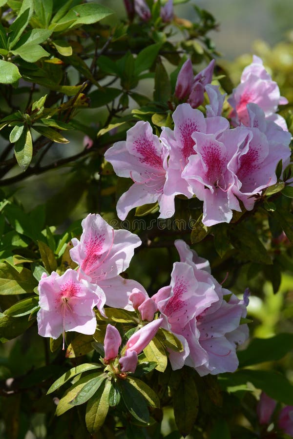 Azalea stock photo. Image of colorful, summer, plant - 114212444