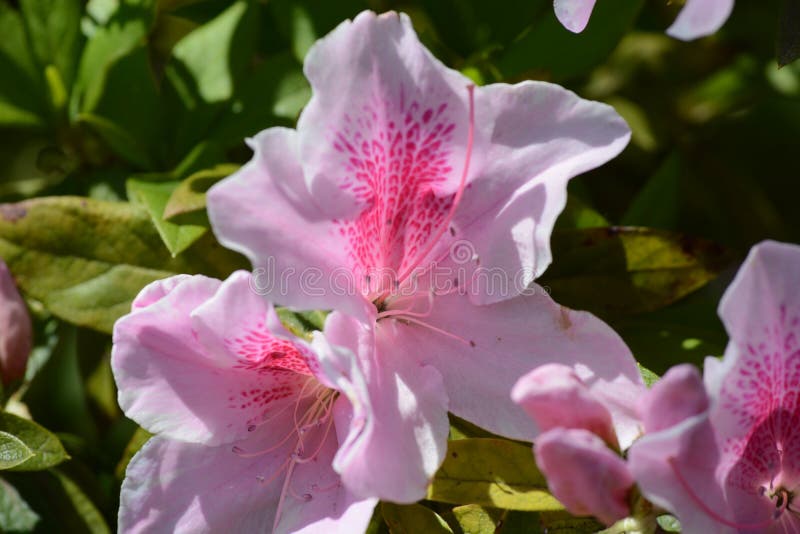 Azalea stock image. Image of bush, close, japan, landscape - 114212443