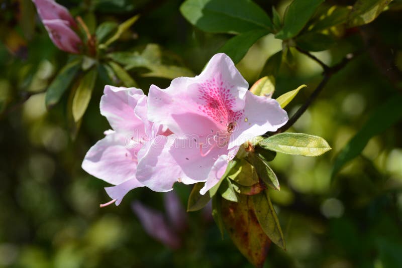 Azalea stock photo. Image of bush, leaf, close, seasonal - 114212530
