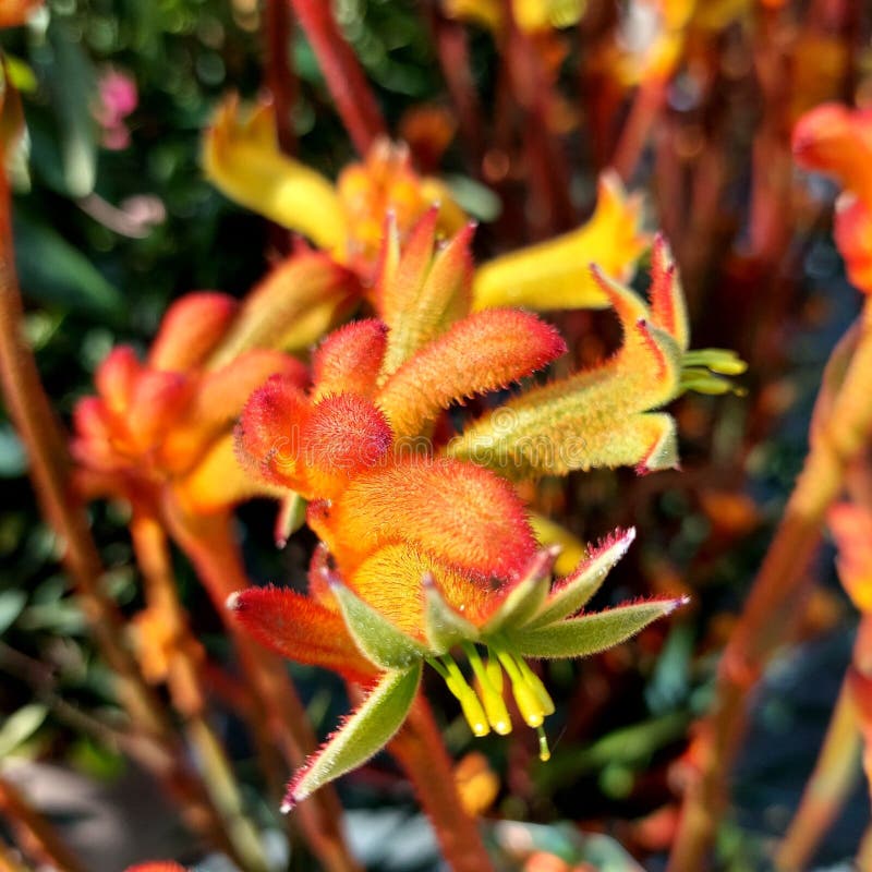 Bloom Time of Anigozanthos Flavidus of the Haemodoraceae Family Stock ...