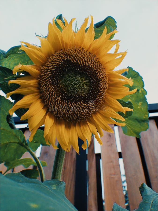 Bloom To Give the Energy Inside Stock Photo - Image of sunflower ...