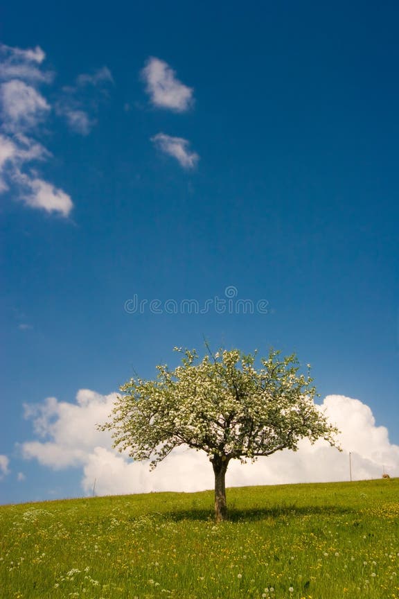 Bloom Tree stock photo. Image of outdoors, scenic, tree - 2364260